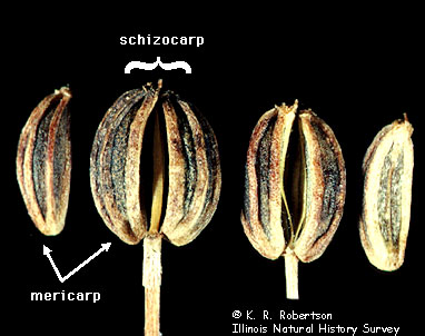 Schizocarp: Tìm Hiểu Về Khái Niệm, Cấu Trúc và Vai Trò Quan Trọng Trong Sinh Học